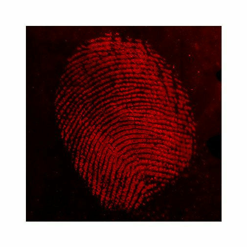 Basic Red 14 Solution, 500 ml